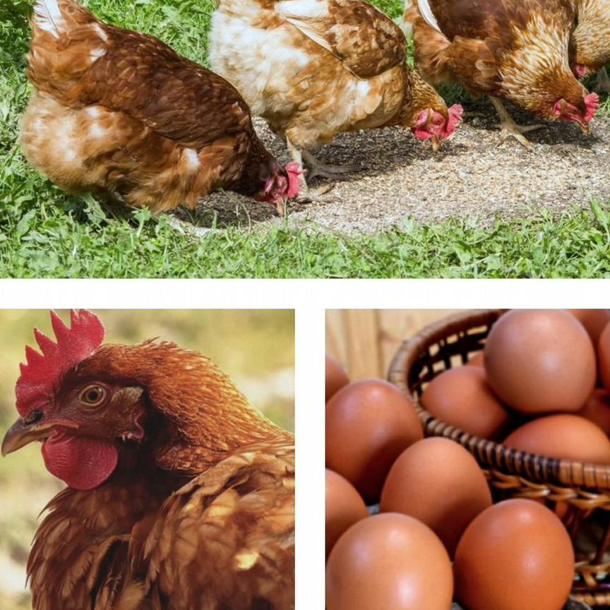 Курочки на яйцо