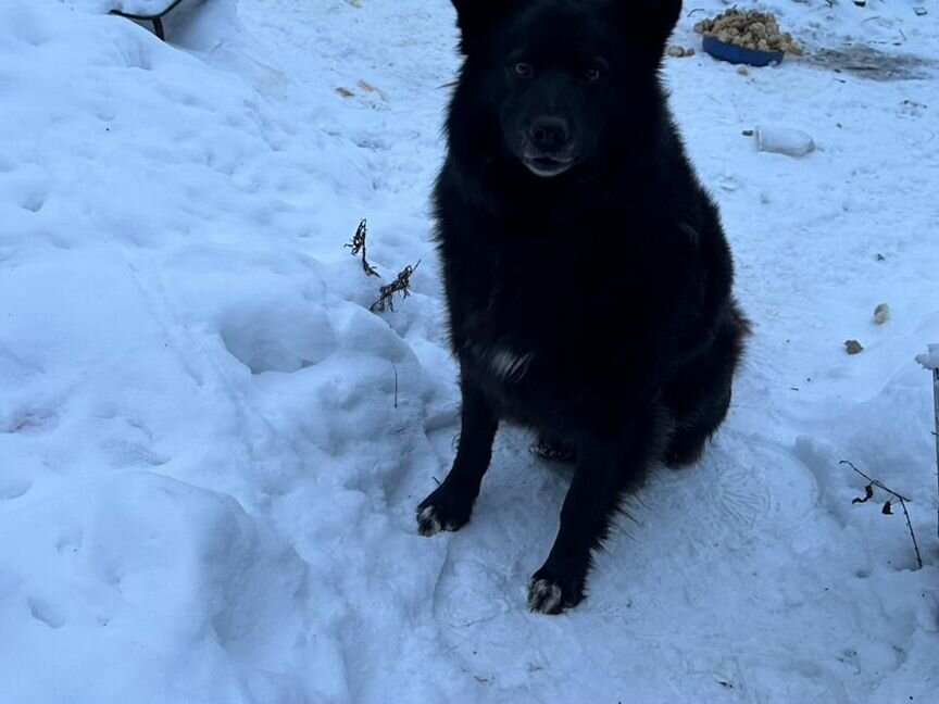 Собака в добрые руки отдам бесплатно
