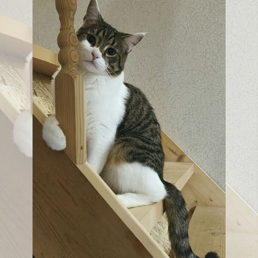 Взрослый кот в добрые руки