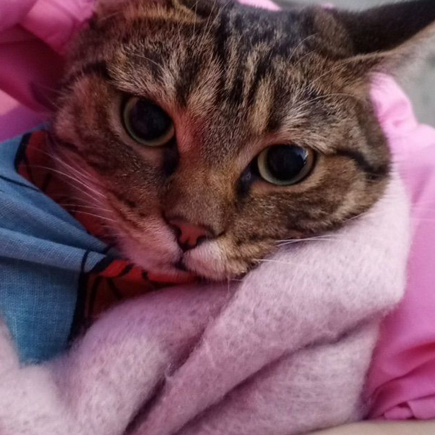 Взрослый кот в добрые руки