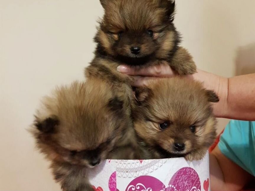 Щенки шпица