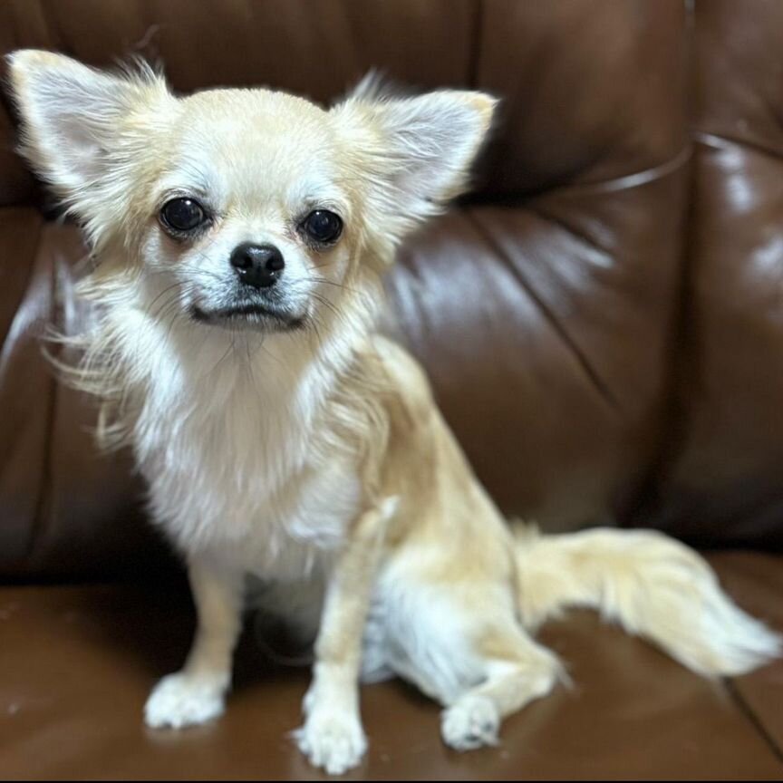 Щенки чихуахуа