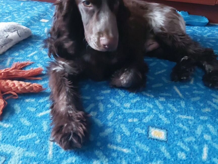 Продам щенка Русский Охотничий Спаниель