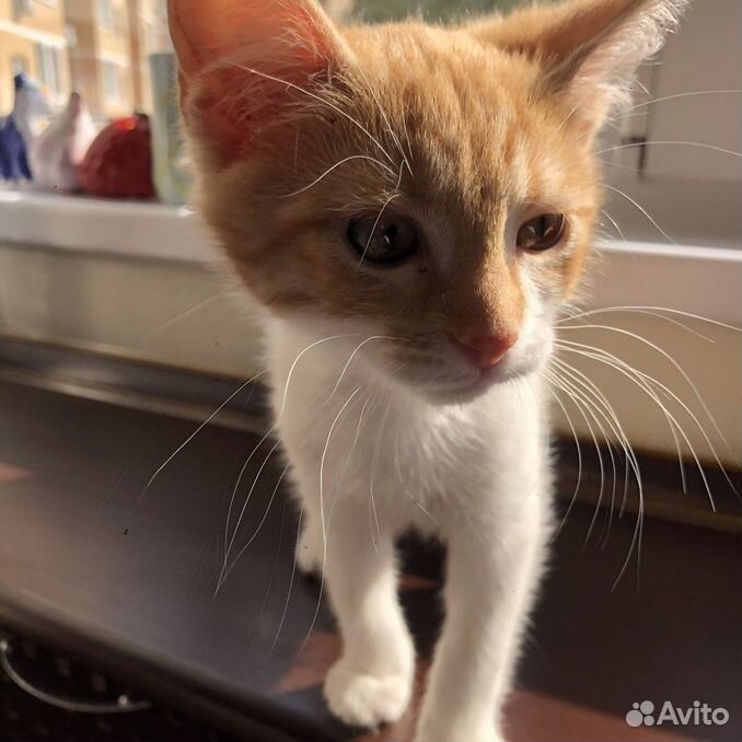 Милашка котенок в самые добрые и ласковые руки