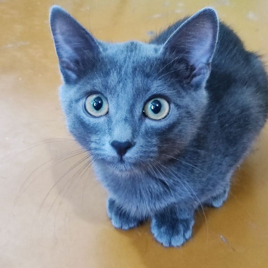 Котята в добрые руки бесплатно