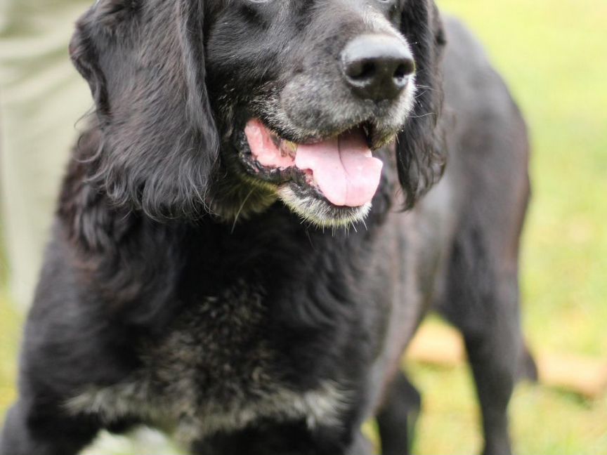 Метис спаниеля в добрые руки