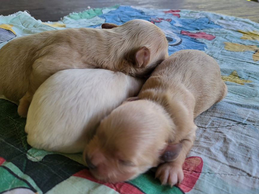 Мальтипу к новому году