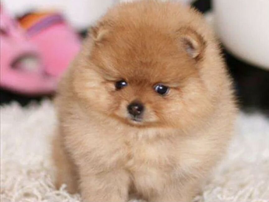 Миниатюра шпиц в добрые руки