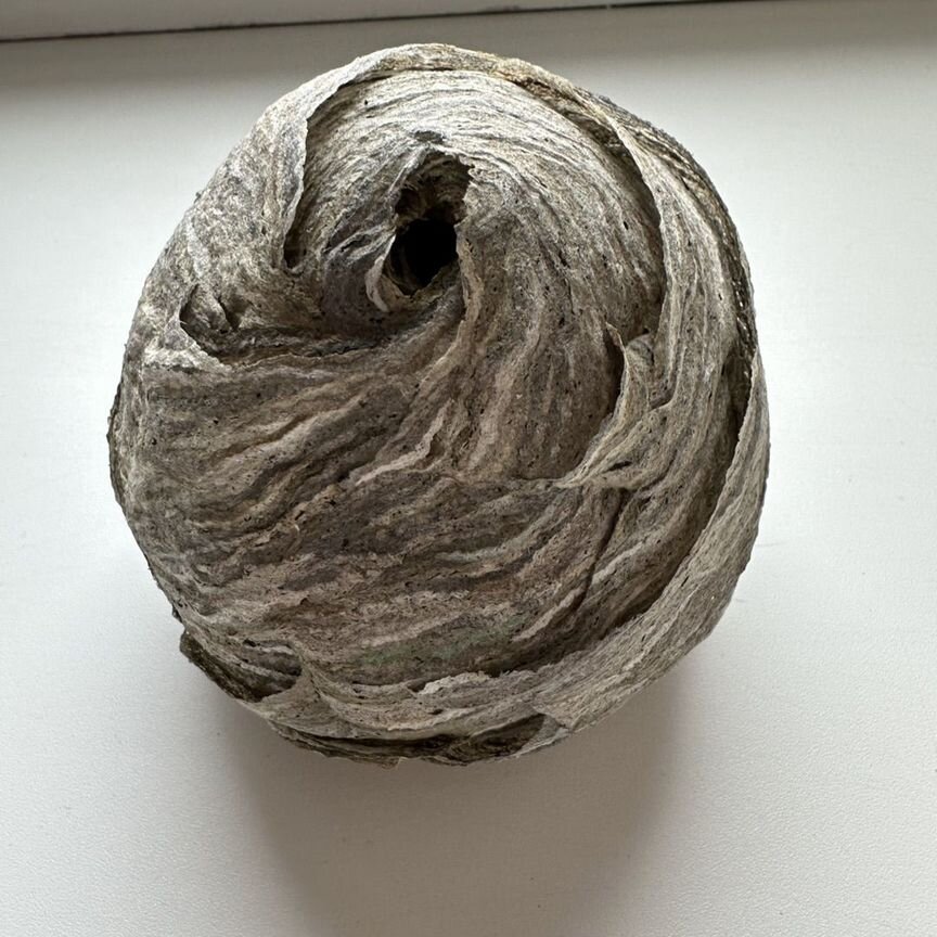 Большое осиное гнездо