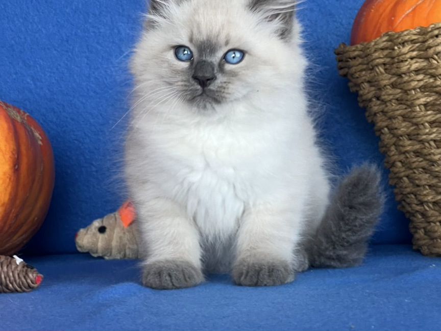 Невская маскарадная