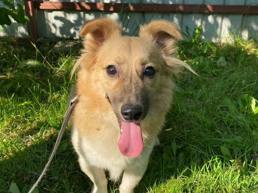 Собака в добрые руки