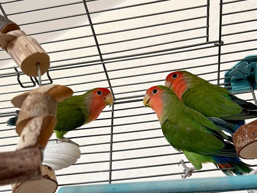 Попугай неразлучник розовощекий