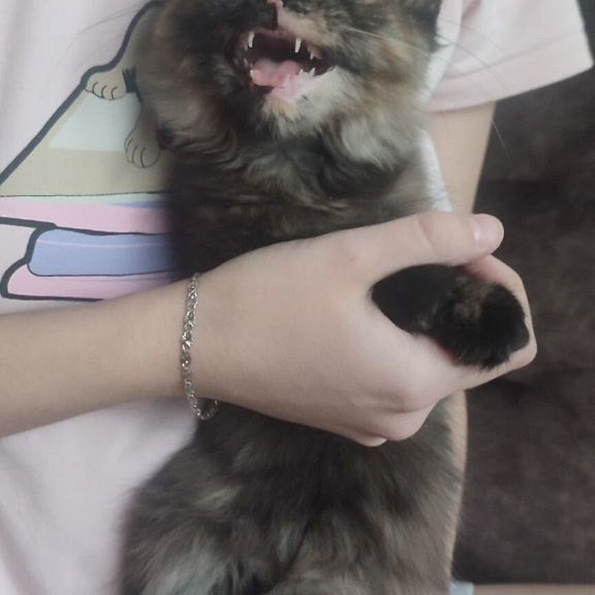 Потерялся котенок