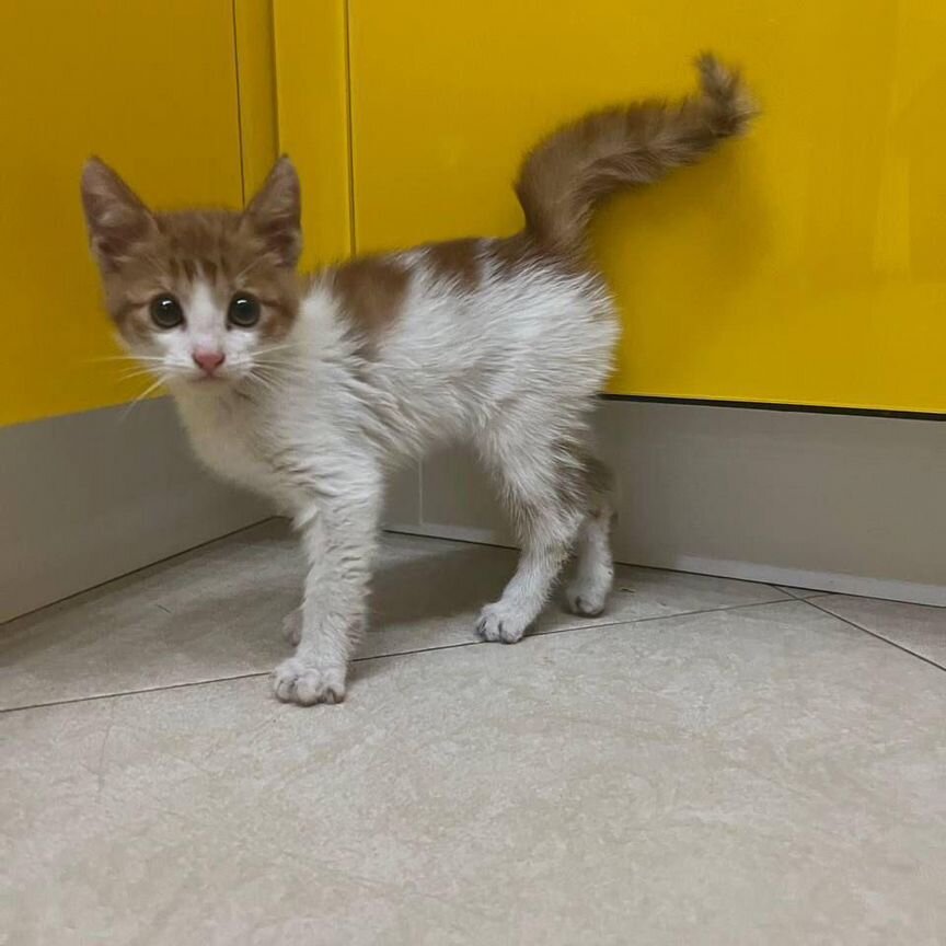 Кошка в добрые руки 2 месяца