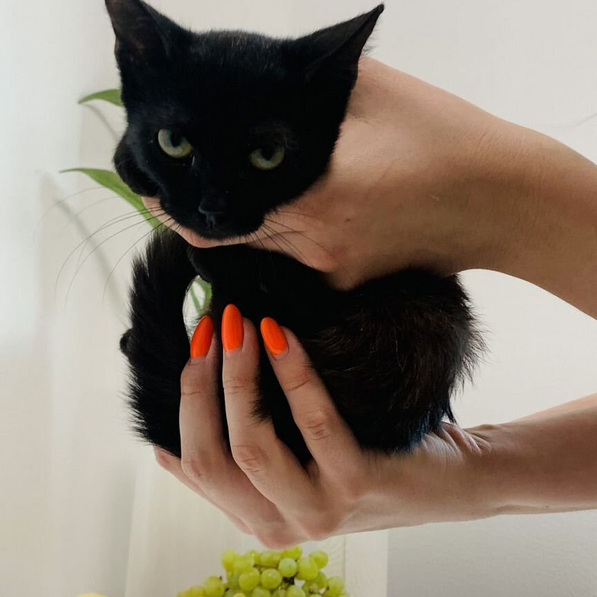 Котенок в дар бесплатно