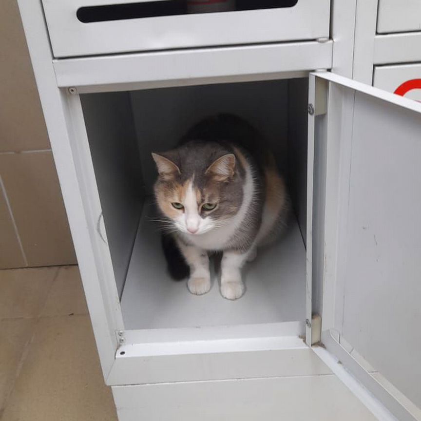 Кошечка погибает на улице