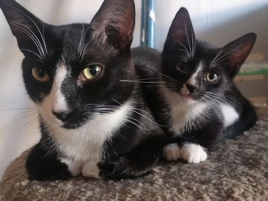 Котёнок с Котом, два брата одинаковые