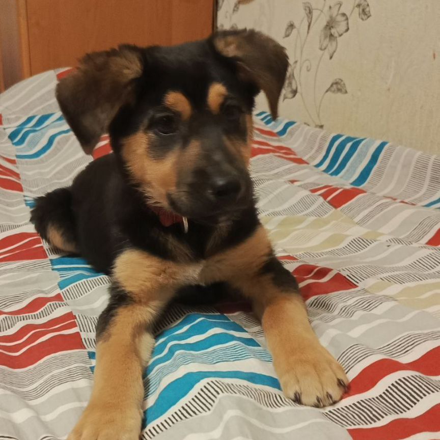 Щенок в добрые руки