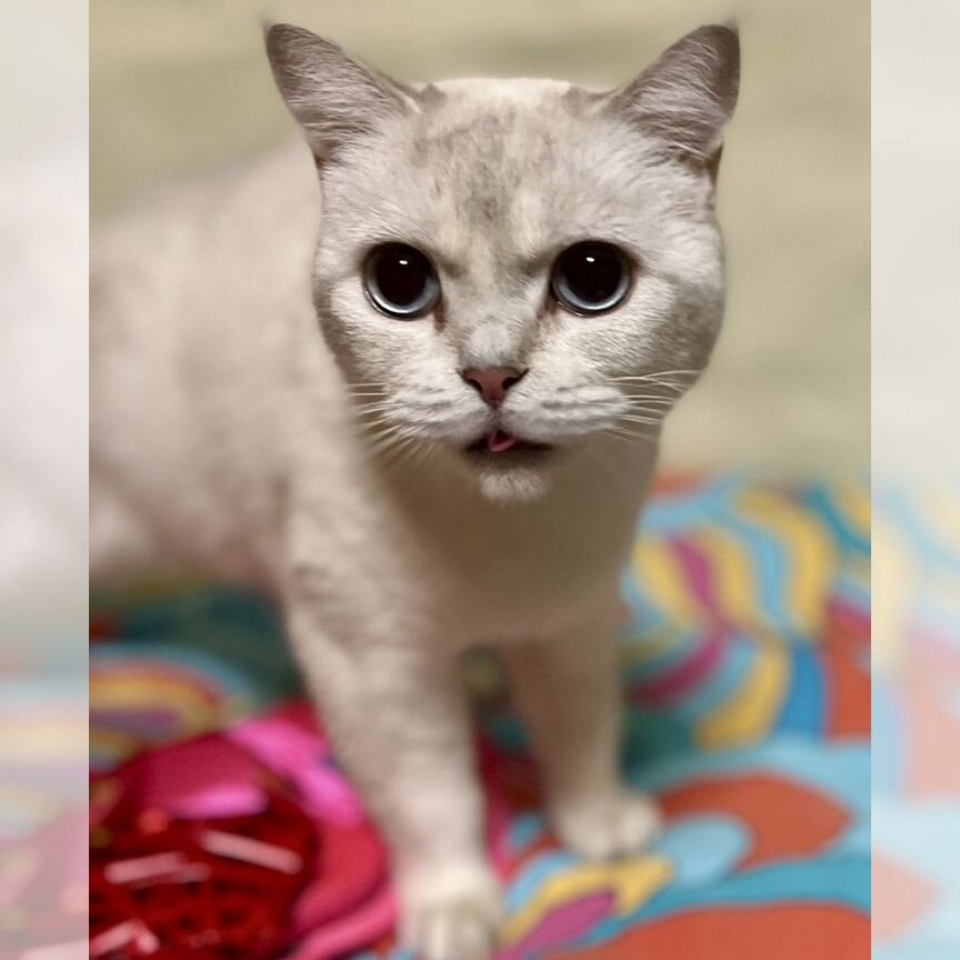 Британская короткошёрстная, взрослая кошка