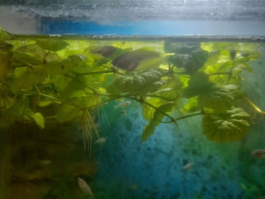 Аквариумные рыбки