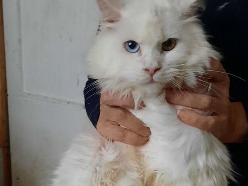 Котята с хорошими данными
