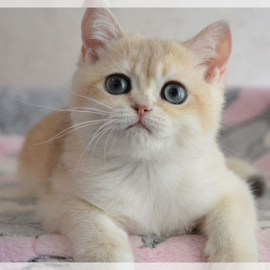 Британский короткошёрстный котёнок