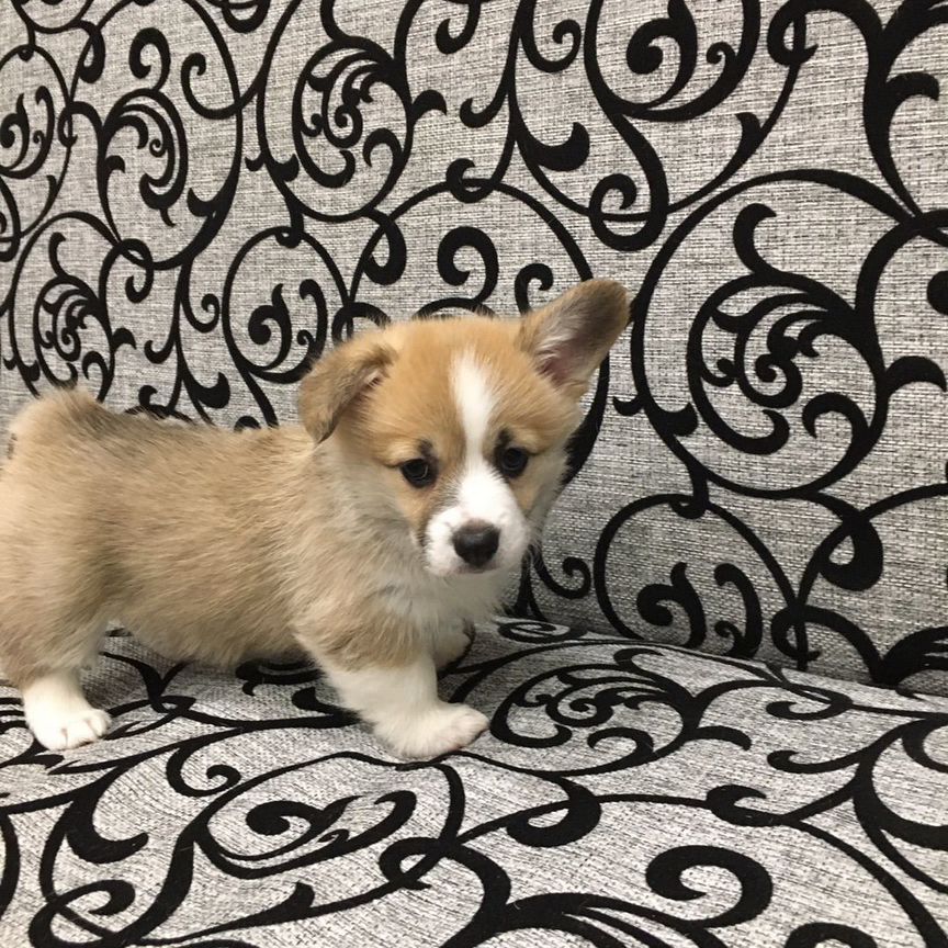 Щенки корги пемброк