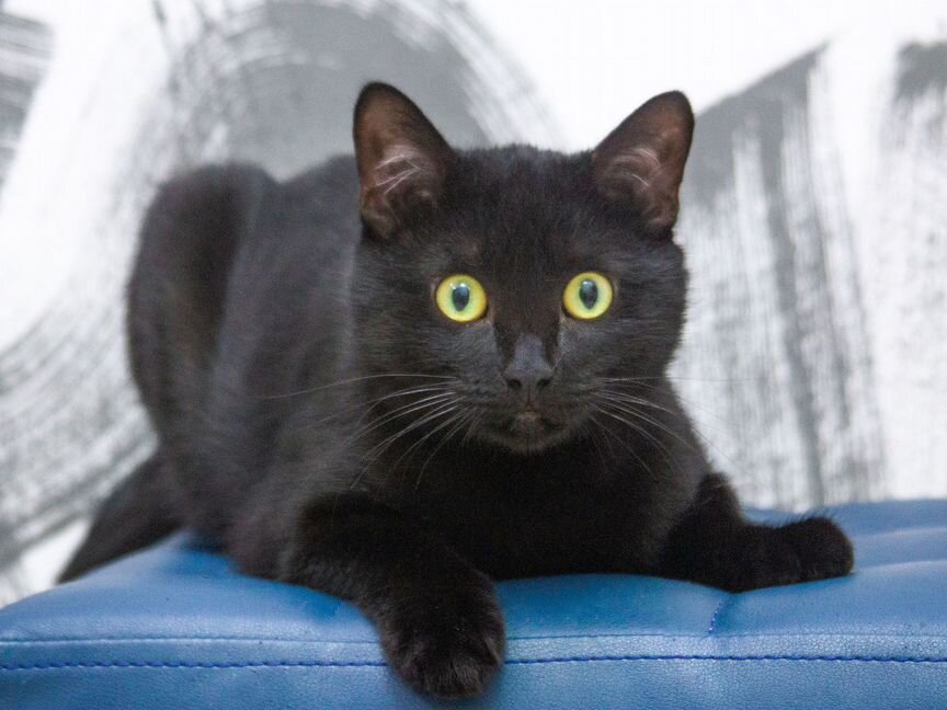 Ищет дом черный кот Мюмз