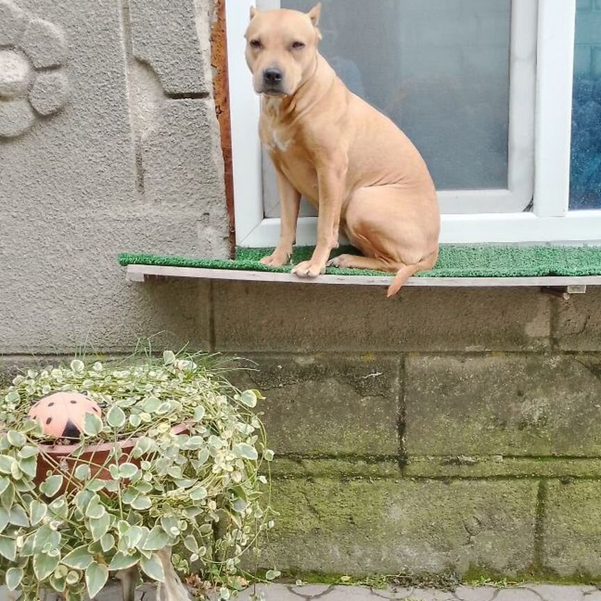 Одам бесплатно питбуля