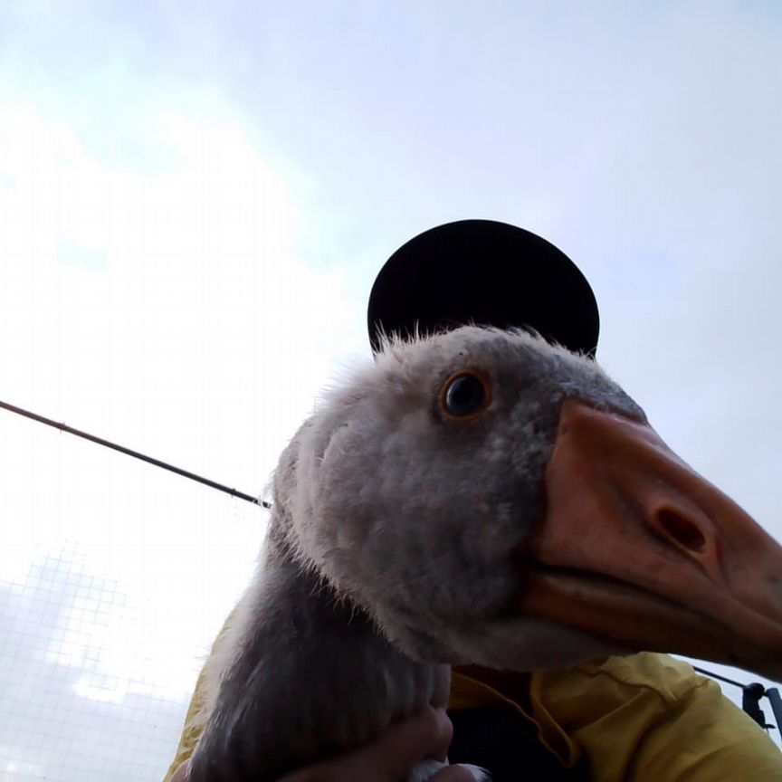 Гусиное мясо