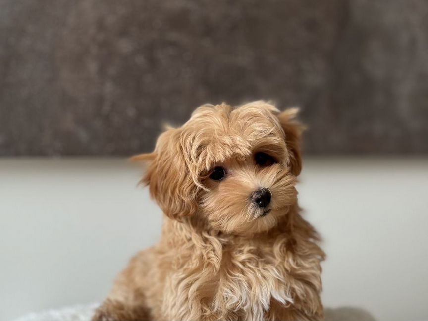 Мальтипу ф1 мини