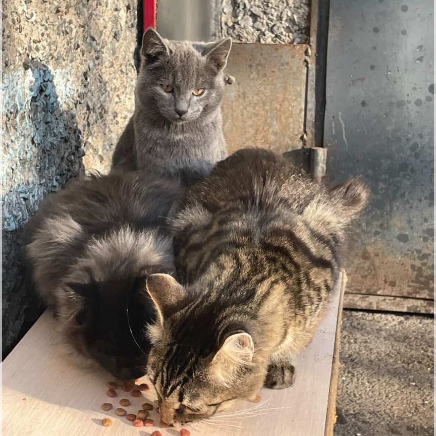 Сибирский котёнок