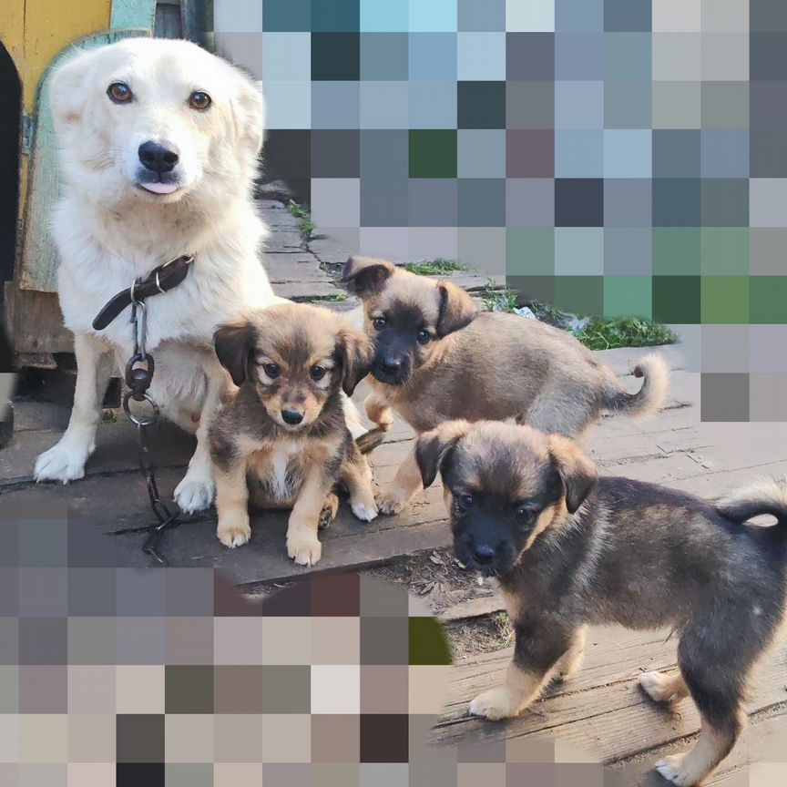 Щенки