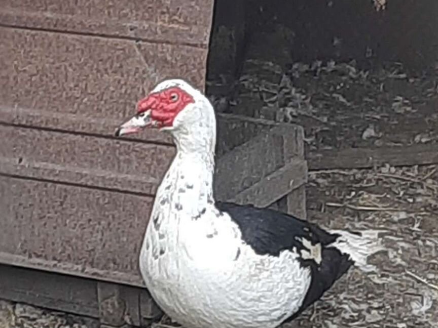 Домашняя птица индоут