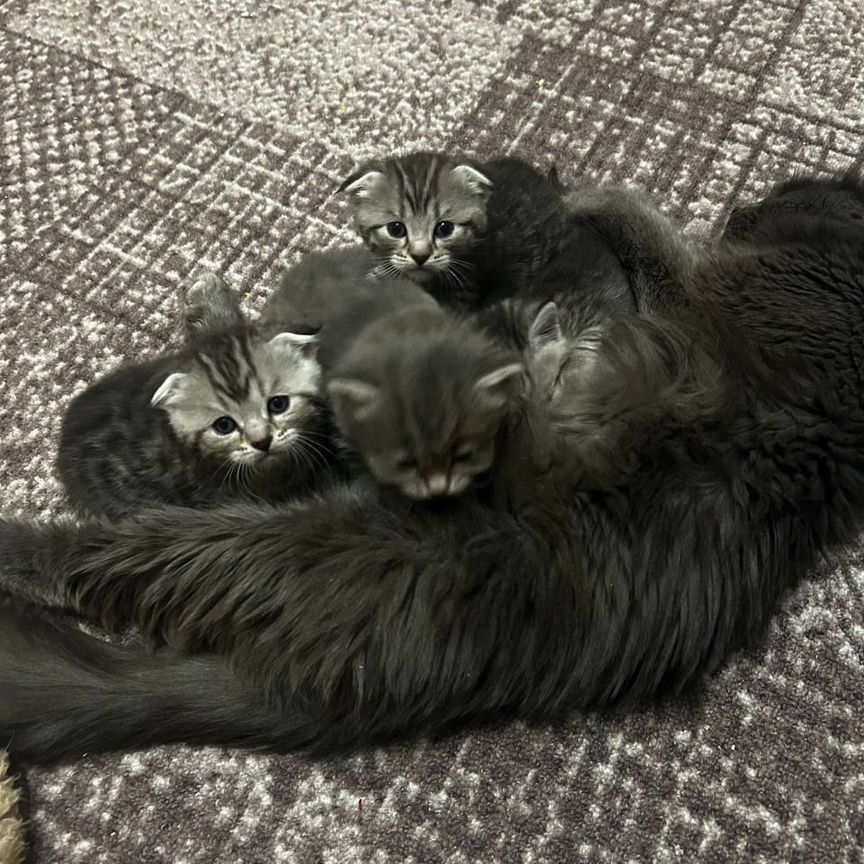 Котята от кошки британки