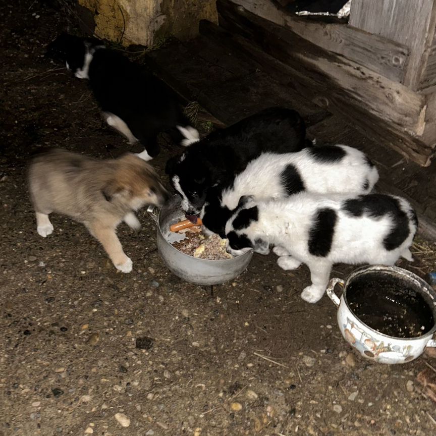 Щенок в добрые руки