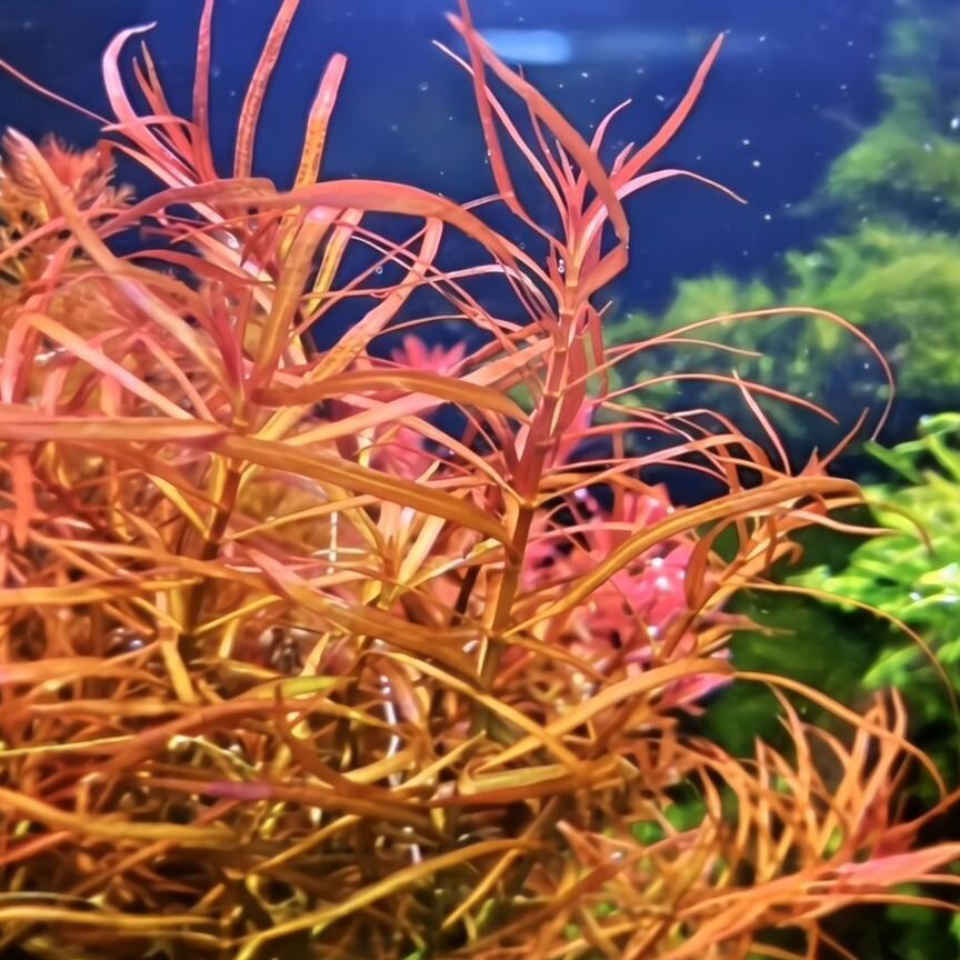 Неприхотливые аквариумные растения