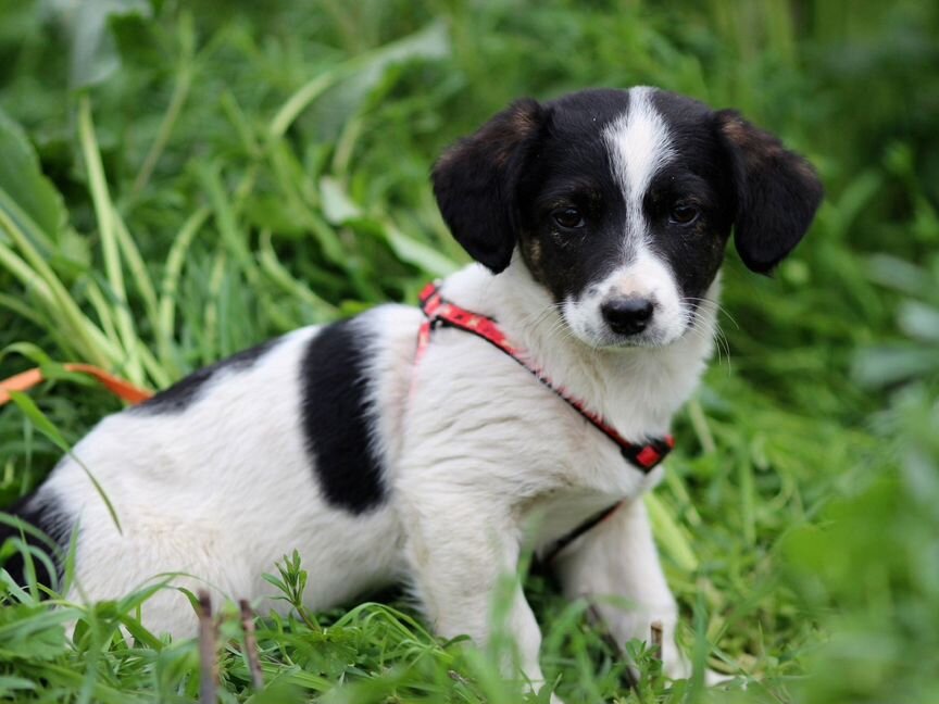 Ищет дом щенок не большой собачки Бруклин