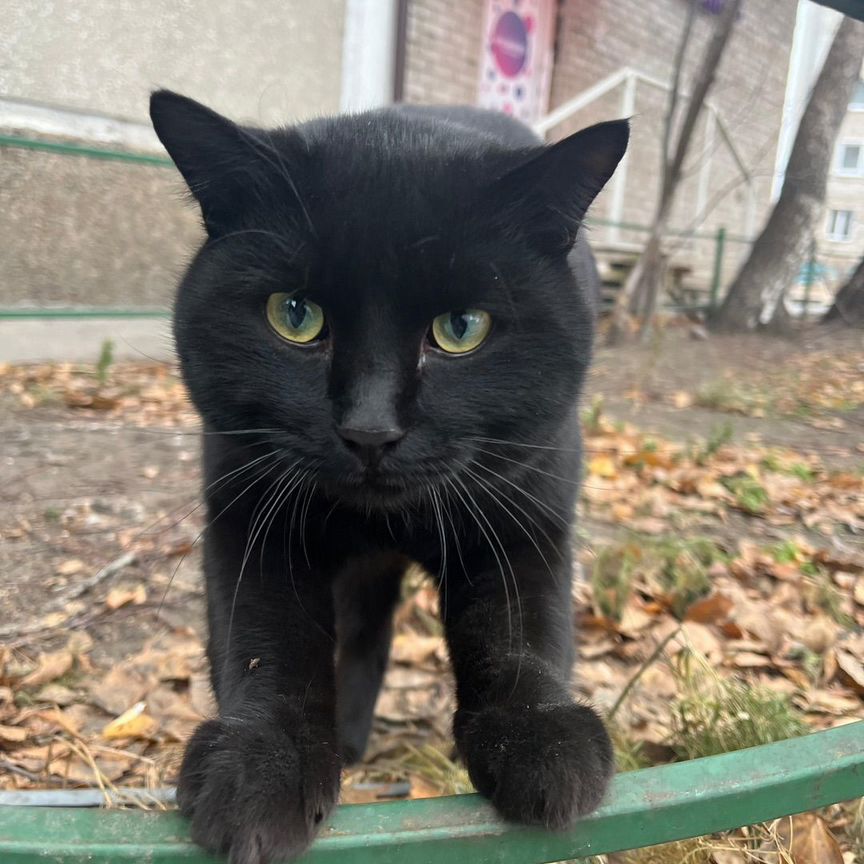 Молодой котик в добрые руки