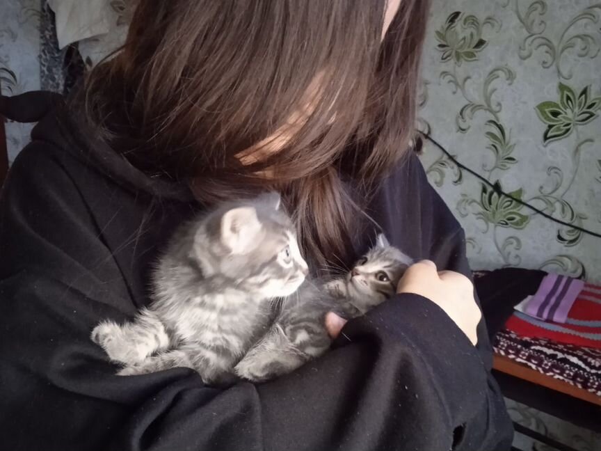 Приколыши котята в добрые руки