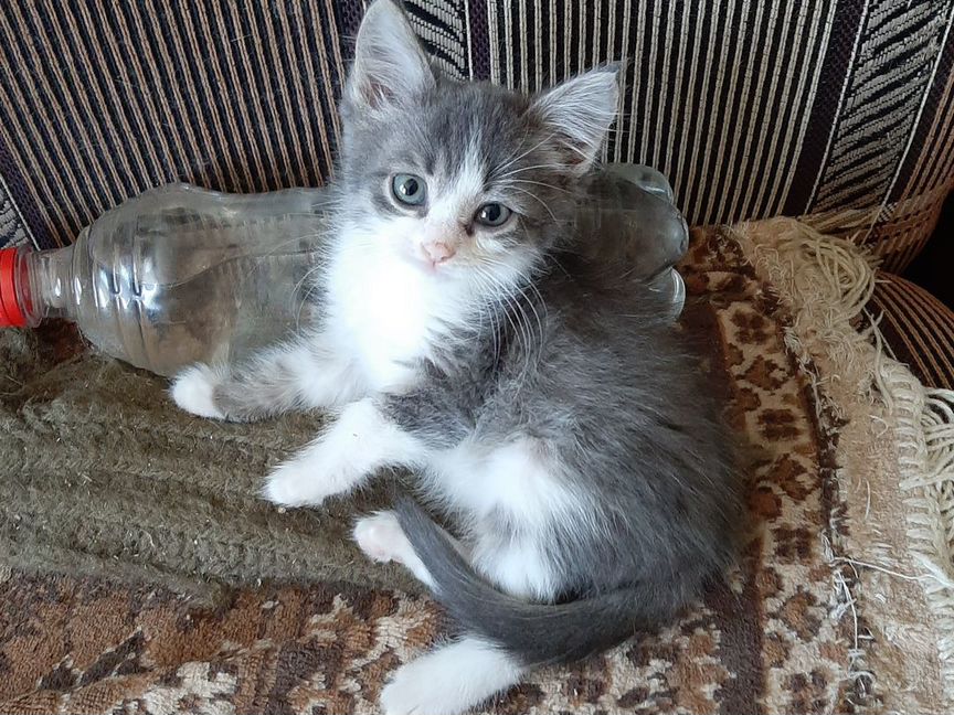 Котята красотята - в добрые руки