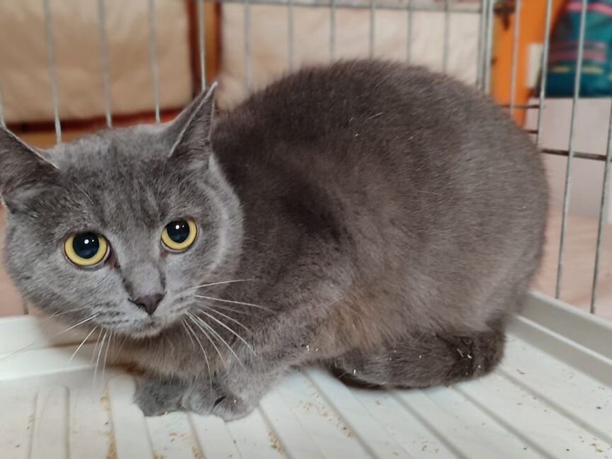 Британский котик-подросток. Бесплатно