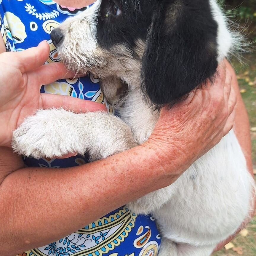 Щенок в дар