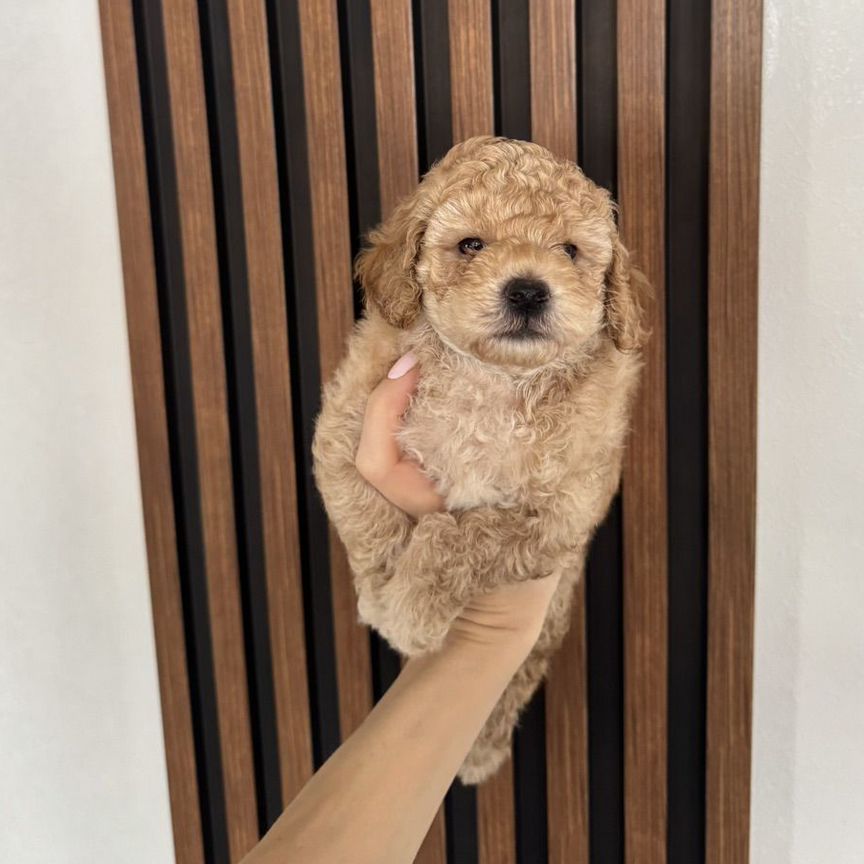 Мальтипу, щенок