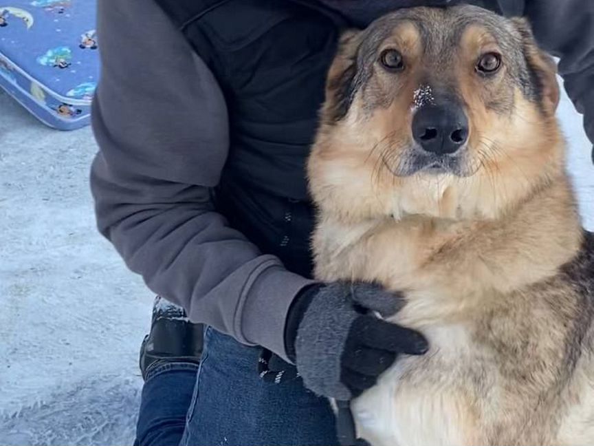 Собака в добрые руки