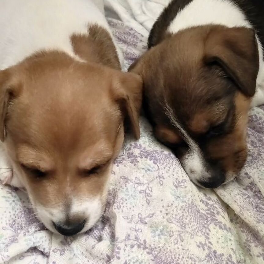 Щенки джек рассел терьер