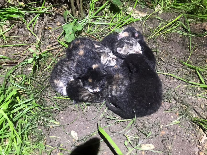 Кошка родила 7 котят под кустом