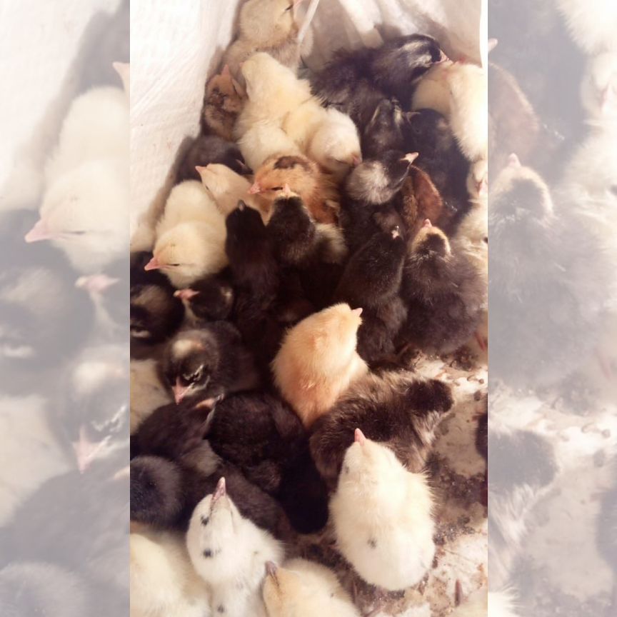 Цыплята цветных кур