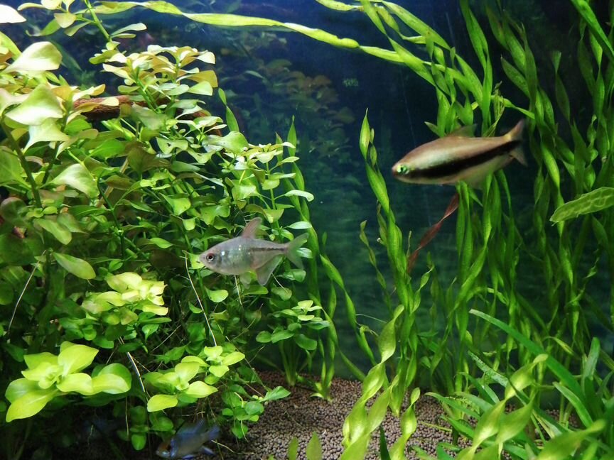 Аквариумные рыбки