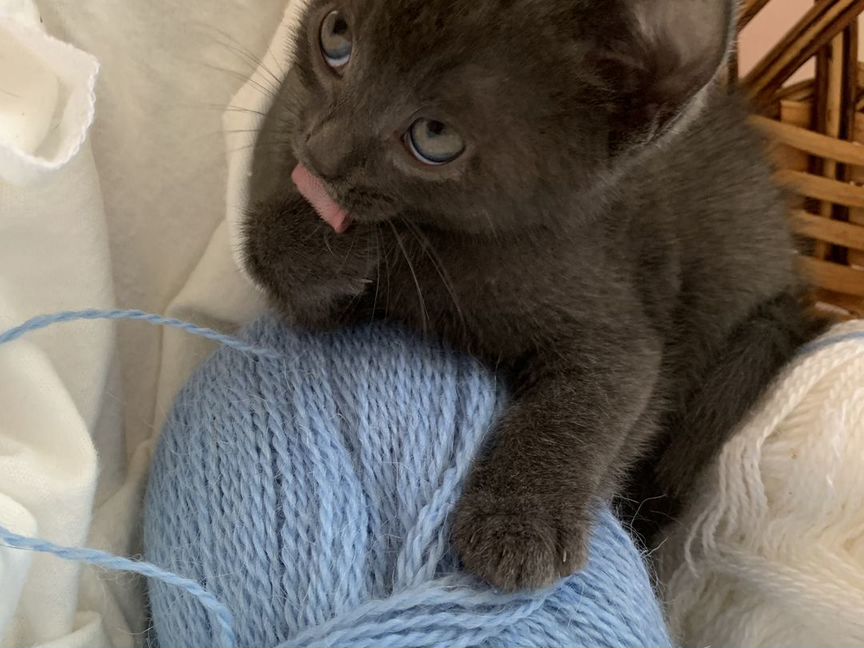 Котенок